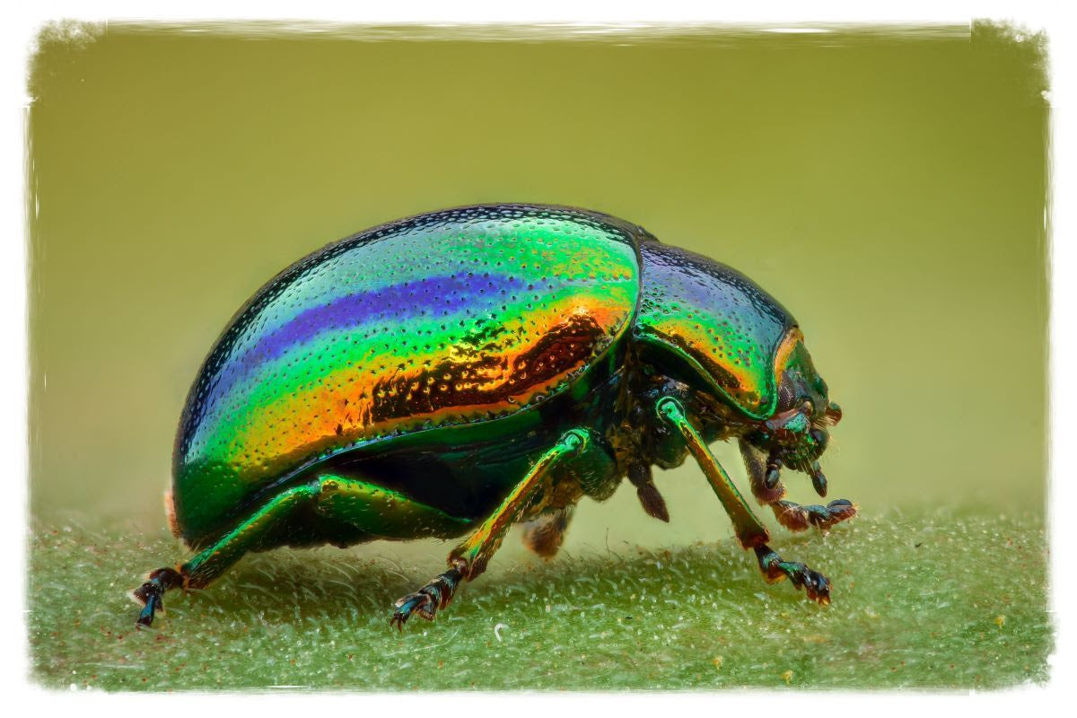 Terrestrials: Break out the Beetles – Barbless Flies