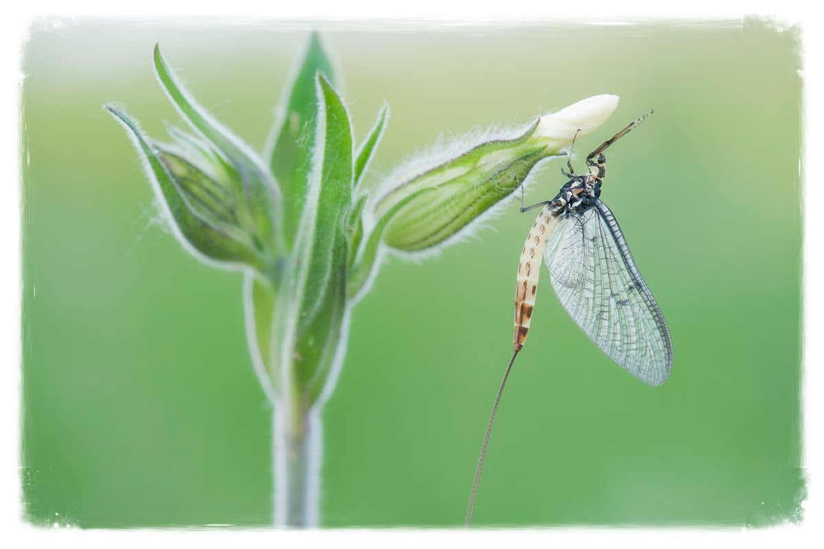 An Insect Graveyard - The river has finally sprung into life ...