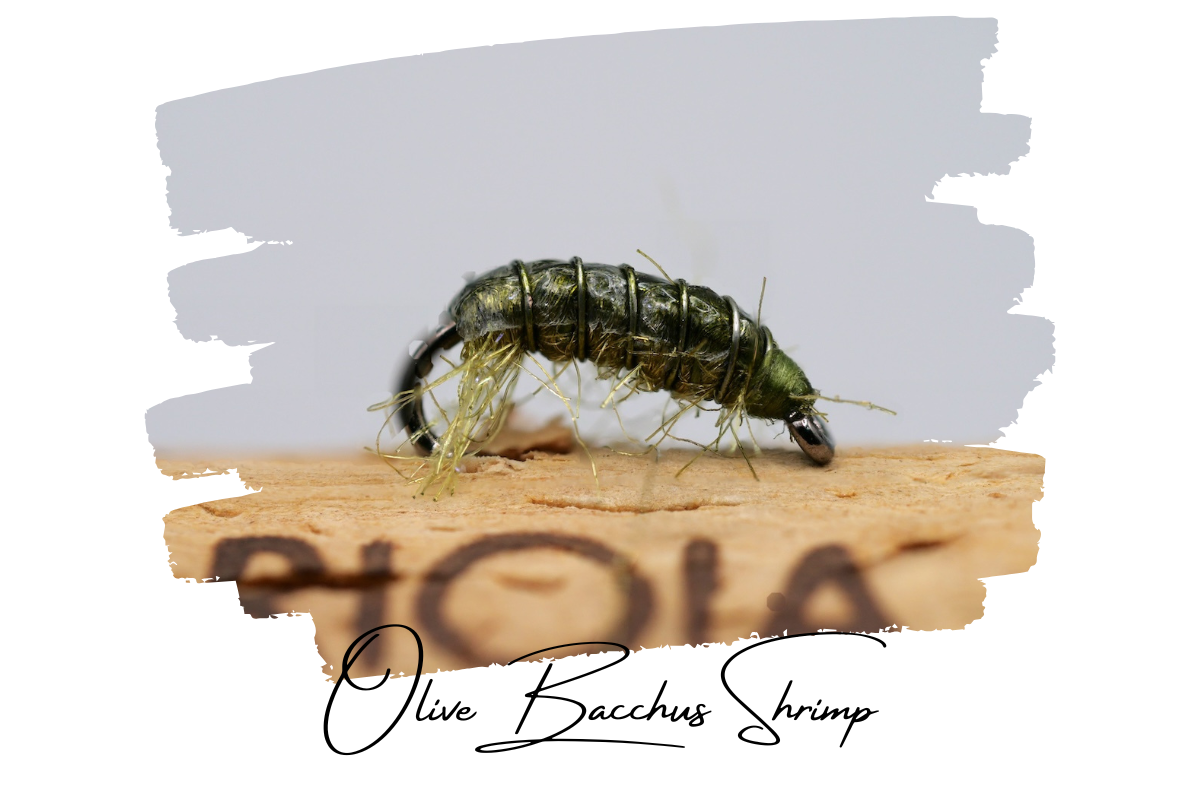 The Olive Bacchus Bug – Barbless Flies